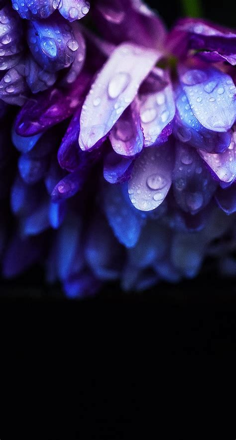 W 2708491 Dark Black Wallpaper Purple Flowers Black Wallpaper