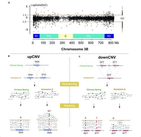Methods Developed For The Detection Of Cnvs Using Resequencing Data Download Scientific