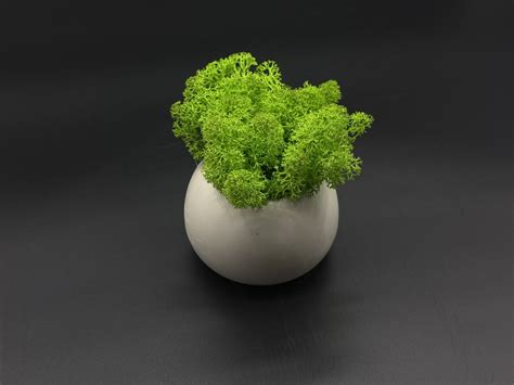 Кашпо со стабилизированным мхом 8см купить с доставкой емкости для растений от Интернет