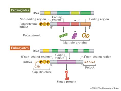 Prokaryotic Vs Eukaryotic Genetic Information Flashcards Quizlet