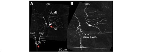 A New Axon Emerging From A Dendrite Can Grow Along The Nerve A The