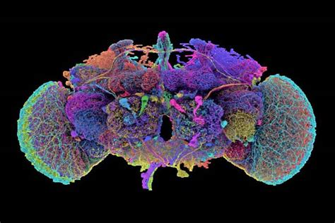 First Full Brain Map Of Adult Fruit Fly Created Neuroscience News