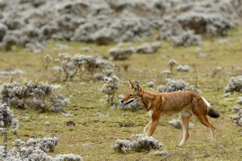 Ethiopian Wolf Canis Simensis Also Know As Abyssinian Wolf Simien
