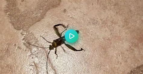 Whats This Bug Album On Imgur