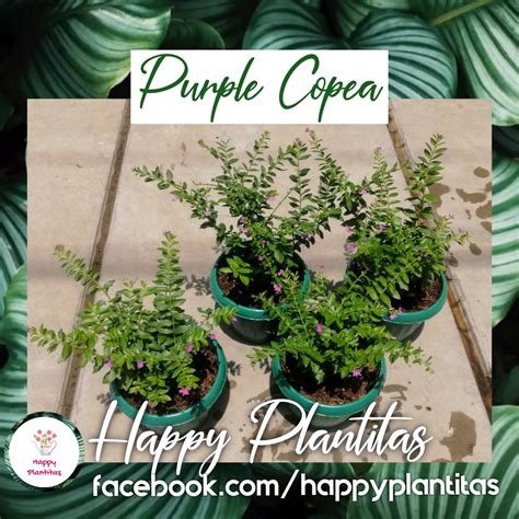 Purple Copea On Carousell