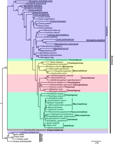 the maximum likelihood ml phylogenetic tree inferred from data set ii