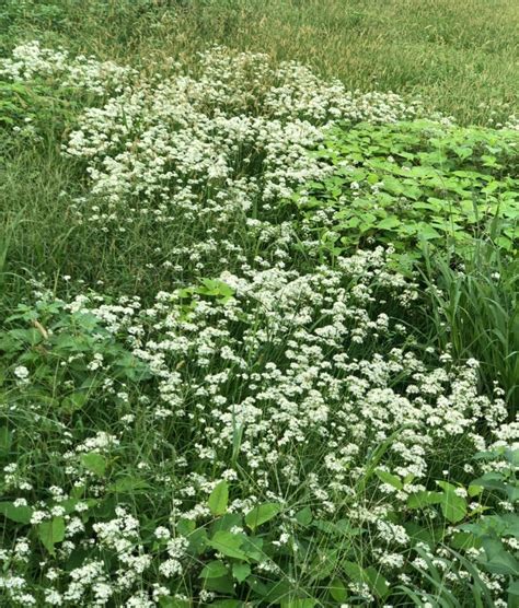 ニラの花 たいふーんのブログ