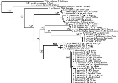 Majority Rule Consensus Tree From The Bayesian Inference Analysis Of Download Scientific