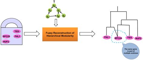 Overview Of Fuzzy Reconstruction Of Hierarchical Modularity Download Scientific Diagram