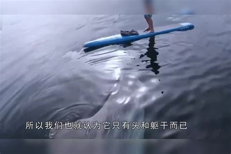 世界上最蠢的鱼，翻车鱼，被咬后也不会逃跑，这是为什么？ 翻车鱼 世界