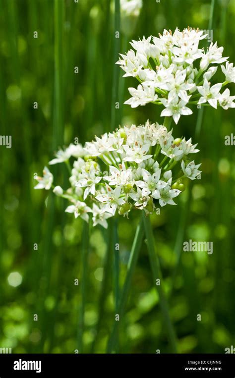 Flowers From Garlic At Jason Rocha Blog