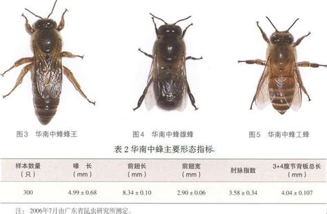 中國和義大利蜂打起來了，您怎麼看 每日頭條