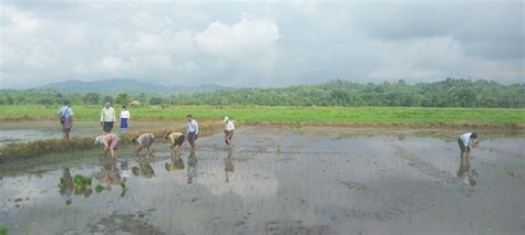 မိုးကောင်းမြို့နယ် ပင်းဘောကျေးရွာ၌ Gw 11 စပါးမျိုး စိုက်ပျိုးနေမှုအား က