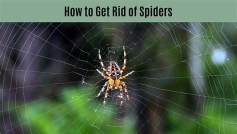 How To Get Rid Of Spiders Inside And Outside The House