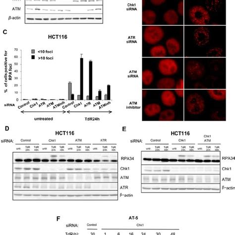 Effects Of Atm Atr Or Chk1 Depletion On The Induction Of Apoptosis