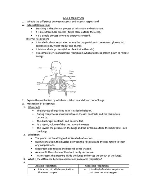 Respiration Class 7 Pdf