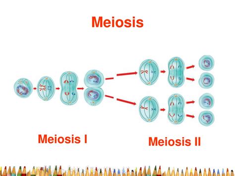 1 5 7th Grade Agenda Learning Objective Learn About Protein Synthesis Ppt Download