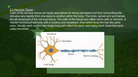 Ch 6 Tissues Class 9 Pptx
