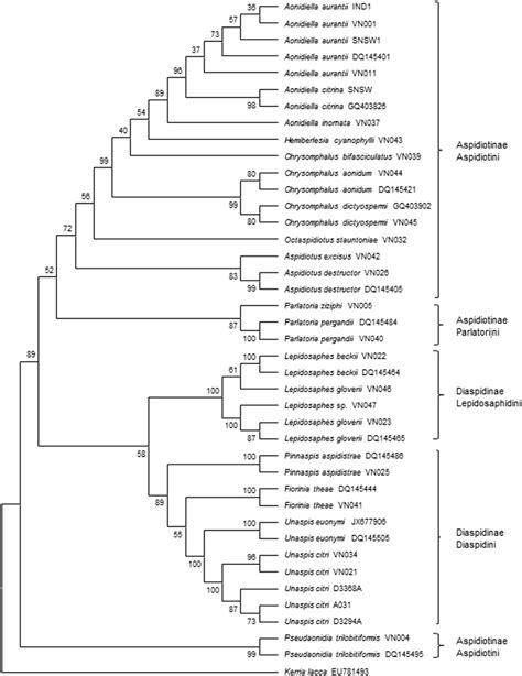 Tree With The Highest Log Likelihood 4377 6 Derived From Maximum Download Scientific