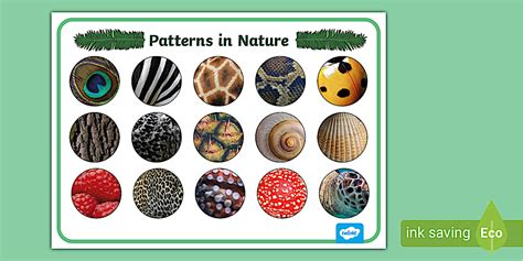 Patterns In Nature Display Poster Twinkl