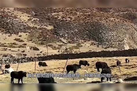 西藏出现“黄金神兽”，被当地人当作“圣物”，专家看完脸色变了