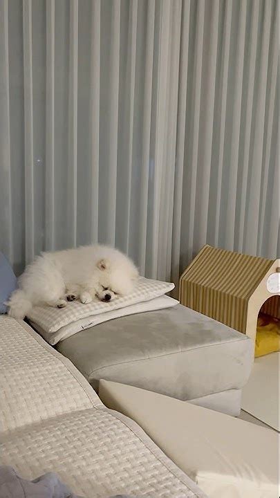 외로운 둘리는 귀여운 아기공룡 Youtube