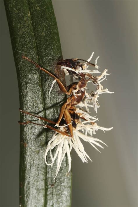 This Fungus Turns Ants Into Zombies And Then Causes Their Bodies To
