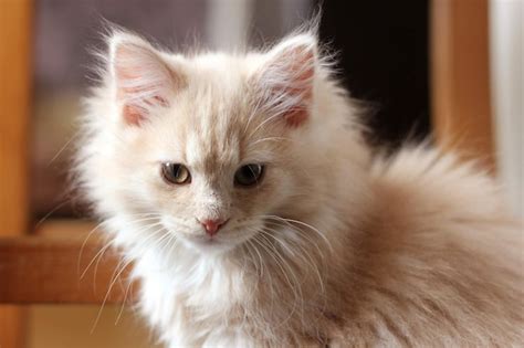 Premium Photo A Beautiful Siberian Cat Kitten