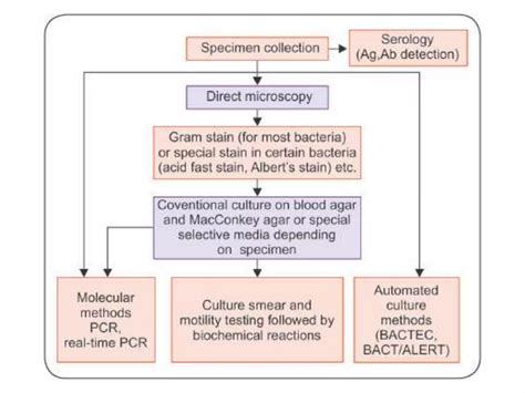 4 Laboratory Methods For Identification Of Microorganisms Microbiology Pptx