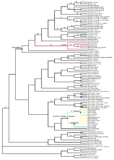 Strict Consensus Tree Of 65197 Maximum Parsimony Trees Both Atpb Rbcl