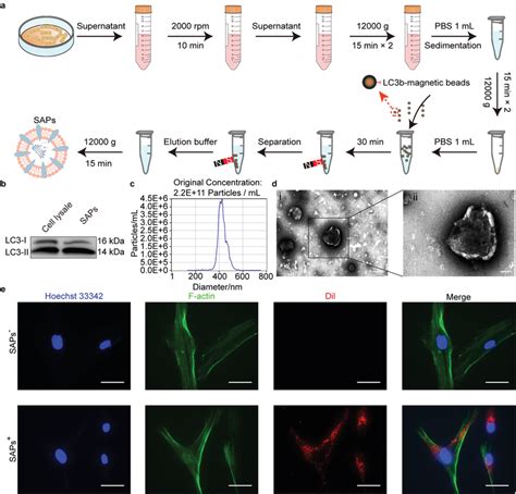 Isolation And Characterization Of Saps A Schematic Diagram Showing