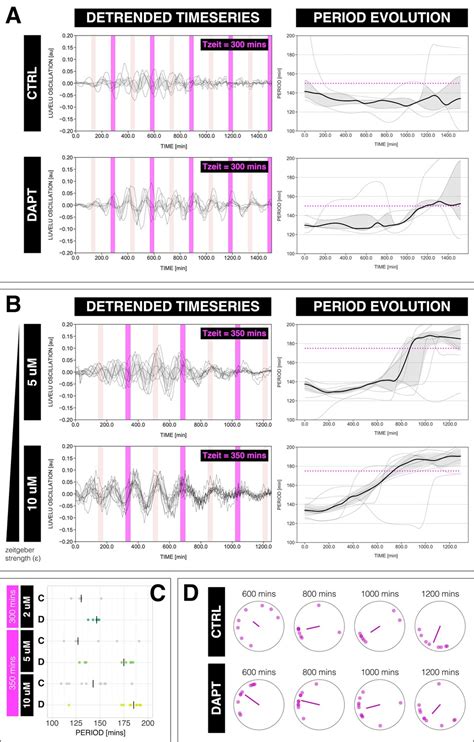 Arnold Tongue Entrainment Reveals Dynamical Principles Of The Embryonic Segmentation Clock Elife
