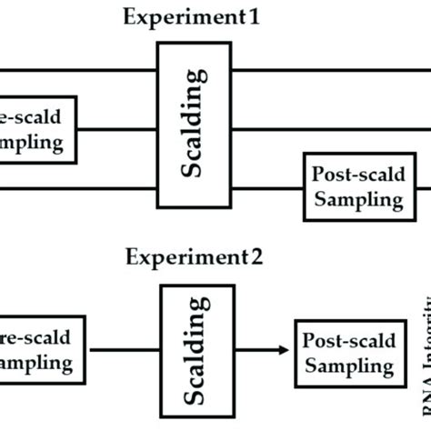 schematic depicting the experiment design for experiment 1 a and