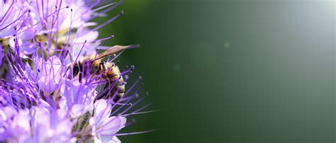 꿀벌과 꽃 Phacelia 녹색 배경에 Phacelia에서 꽃가루를 모으는 큰 줄무늬 꿀벌의 클로즈업 기치 0명에 대한 스톡 사진 및 기타 이미지 Istock