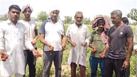 Tomato Price हरियाणा में किसान सड़कों पर फेंक रहे हैं टमाटर वजह जानकर रह जाएंगे दंग Tomato