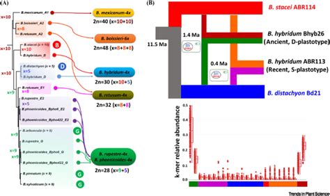 Inferred Evolutionary Speciation Events Of Annual And Perennial