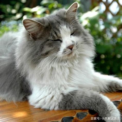小挪威森林猫图片 壁纸 第4页 大山谷图库