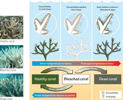 What Is Coral Bleaching And What Causes It Fight For Our Reef
