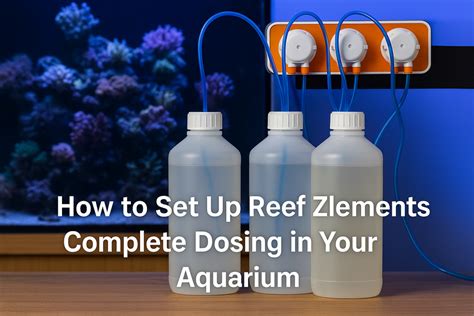 How To Set Up A Marine Aquarium A Step By Step Guide Charterhouse