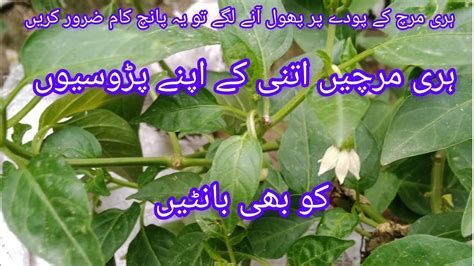 ہری مرچ کے پودے پر پھول آنے لگے تو یہ پانچ کام ضرور کریں Youtube