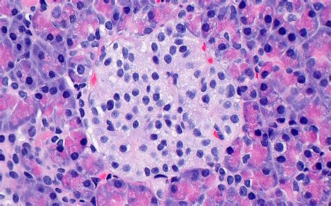 Pancreas Islet Light Micrograph Stock Image C059 0845 Science Photo Library