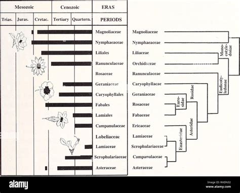 Angiosperm Fossil