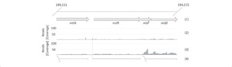 Transcriptional Organization Of Mannitol Utilization Pathway Genes Of Download Scientific