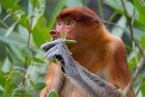Proboscis Monkey Feeding Paul Williams Flickr