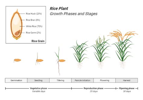 rice plant diagram