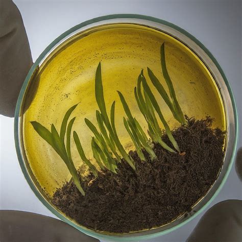 Plant Biotechnology Transforming Agricultures Future Farmvina