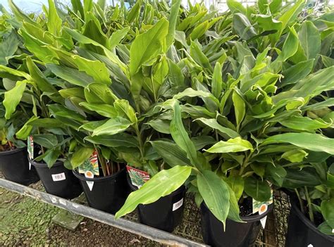Dwarf Cardamon Ginger Plants For Spaces
