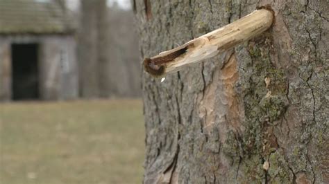 Maple Sugaring At Coggeshall Farm Museum