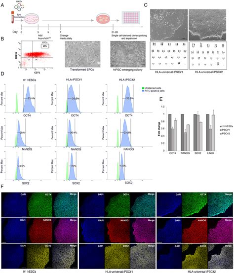 Figure 1 From Hla Based Banking Of Induced Pluripotent Stem Cells In