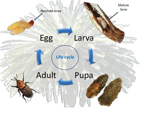 Weevil Life Cycle Fighting Giraffe Weevils By Bigredsharks On